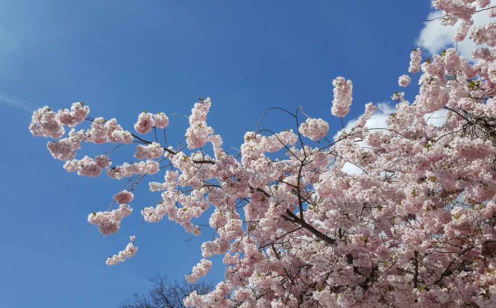 Reim Dich oder ich fress Dich | Ezris kleine Welt